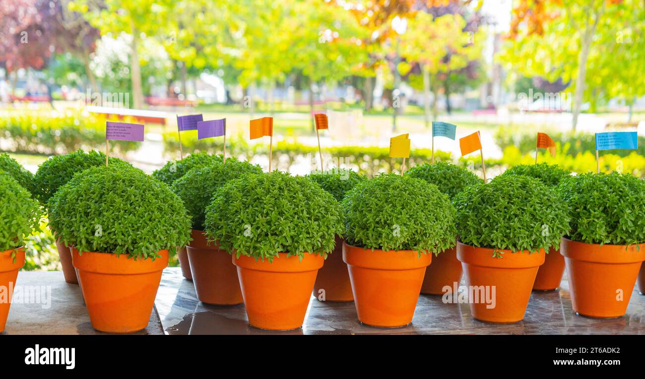 Lot of Manjerico plants on the market stall Stock Photo - Alamy