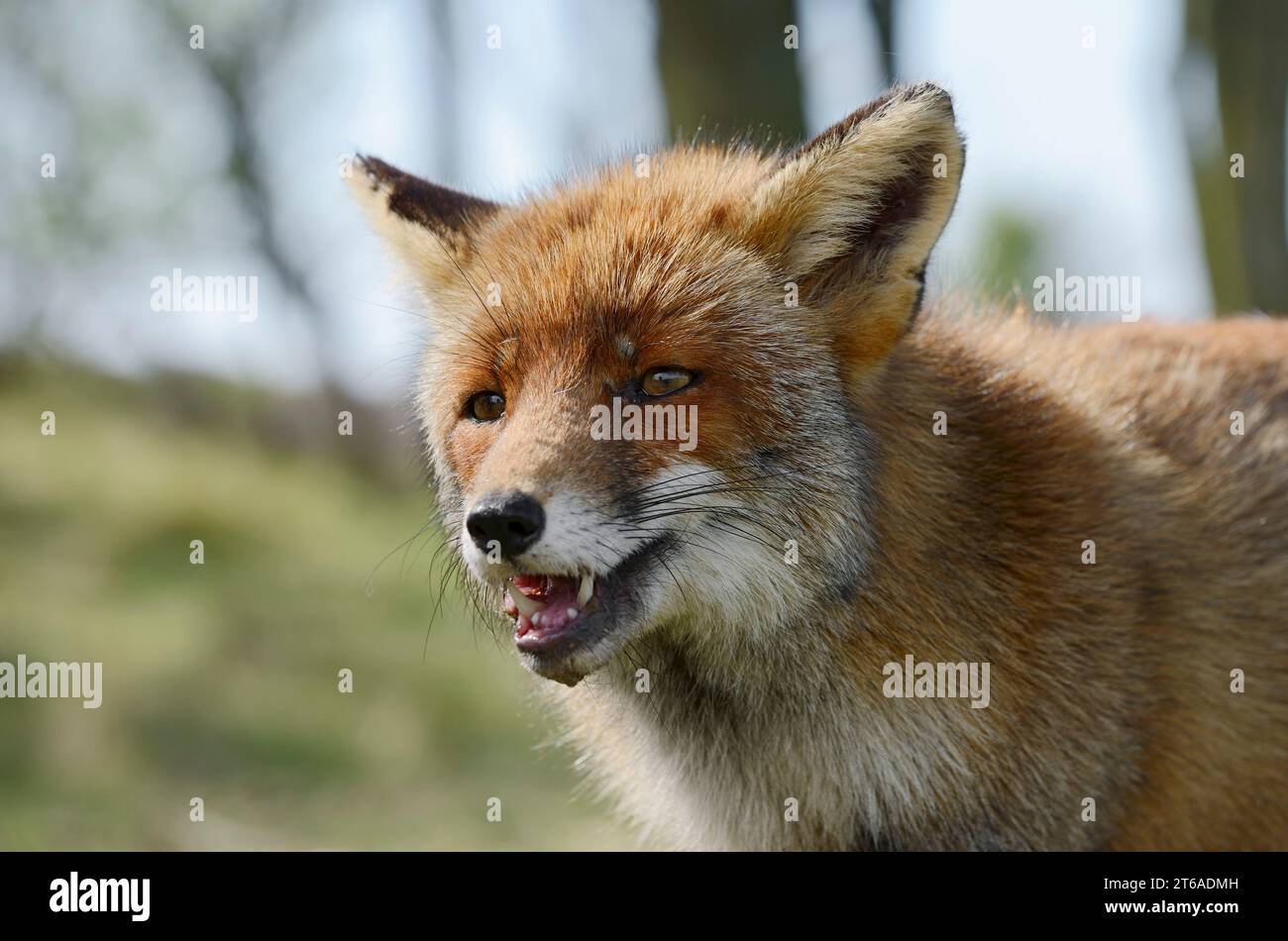 Rotfuchs holland hi-res stock photography and images - Alamy
