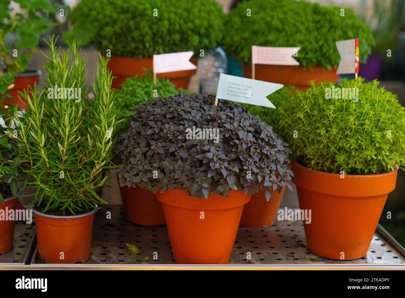 Black manjerico hi-res stock photography and images - Alamy