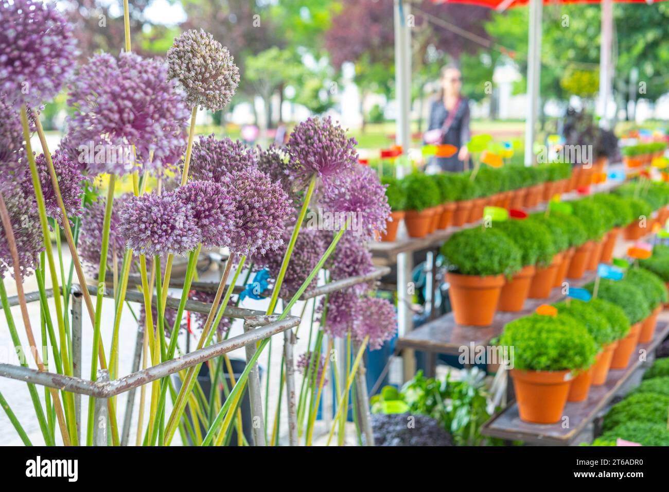 Lot of Manjerico plants and garlic flowers on the market stall Stock ...