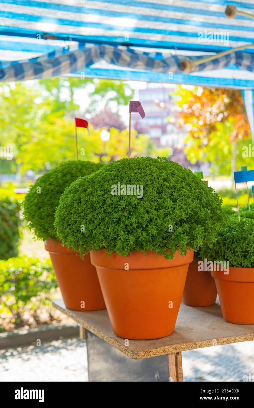 Traditional Manjerico plants on the market stall in Porto Stock Photo ...