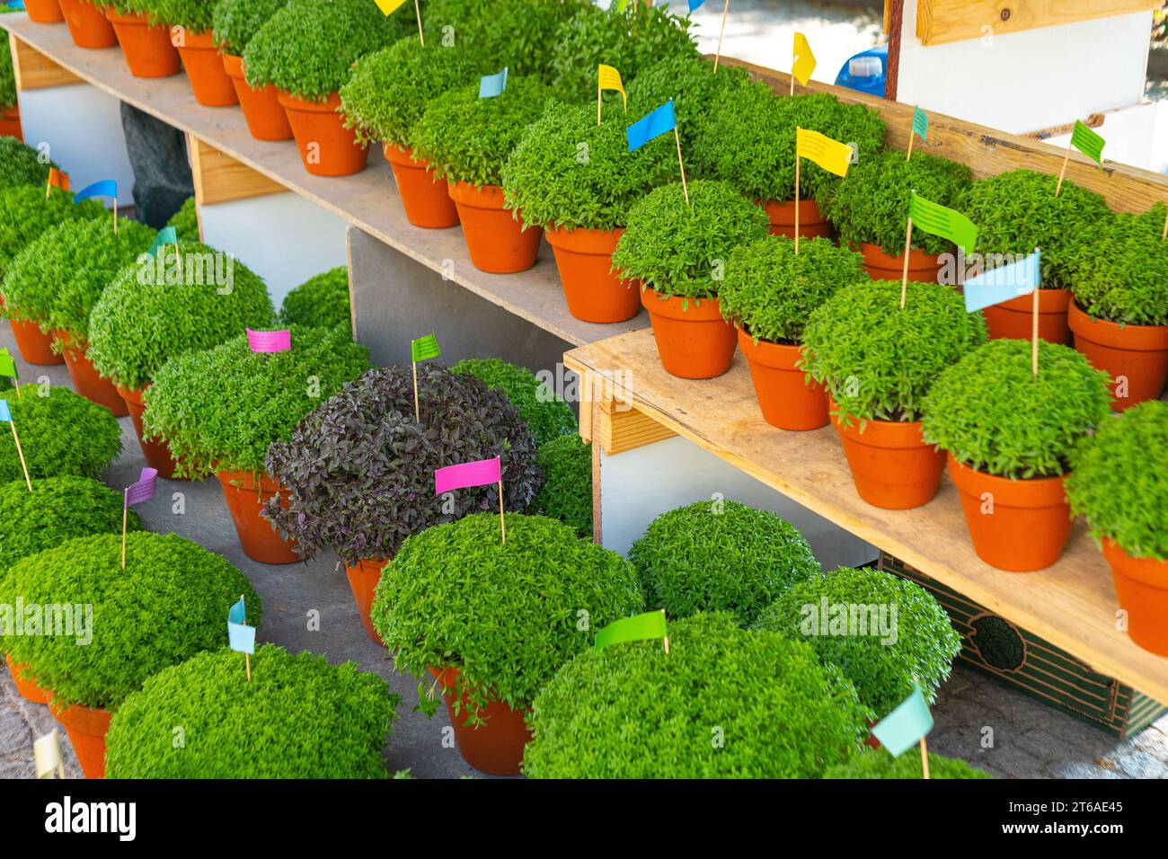 Lot of Manjerico plants on the market stall Stock Photo - Alamy