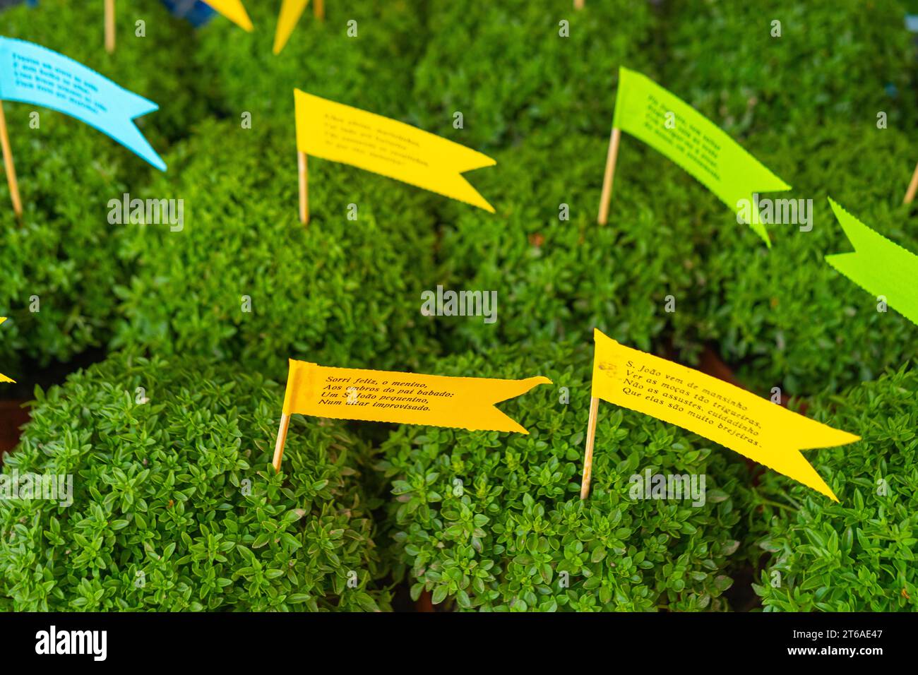 Lot of Manjerico plants top view Stock Photo - Alamy