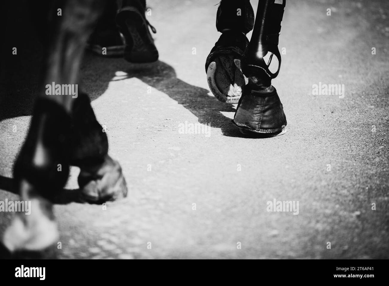 The monochrome photo depicts a grey horse striding along an asphalt ...