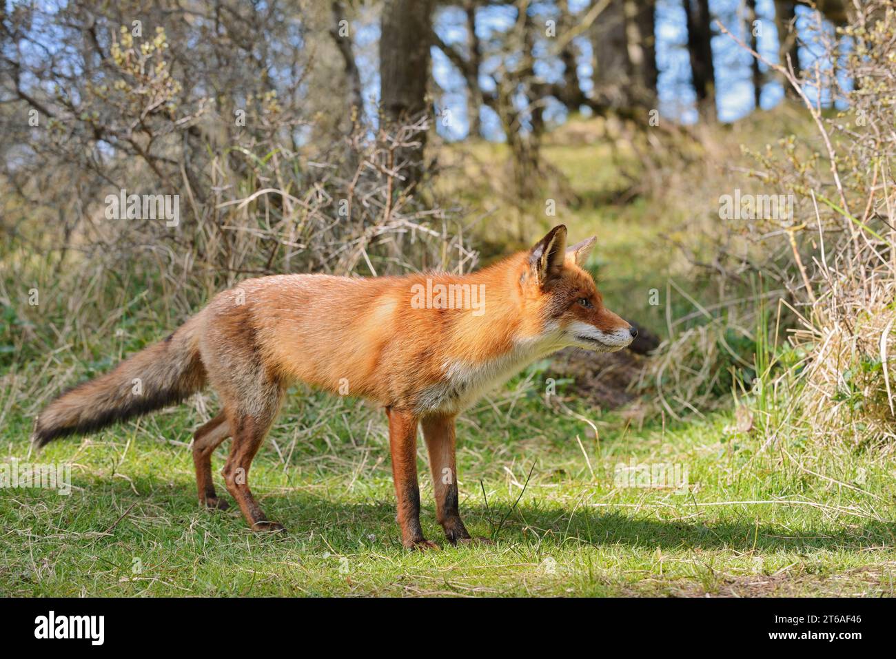 Red fox (Vulpes vulpes), North Holland, Netherlands | Rotfuchs (Vulpes ...