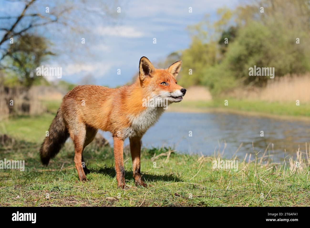 Tierwelt niederlande hi-res stock photography and images - Alamy
