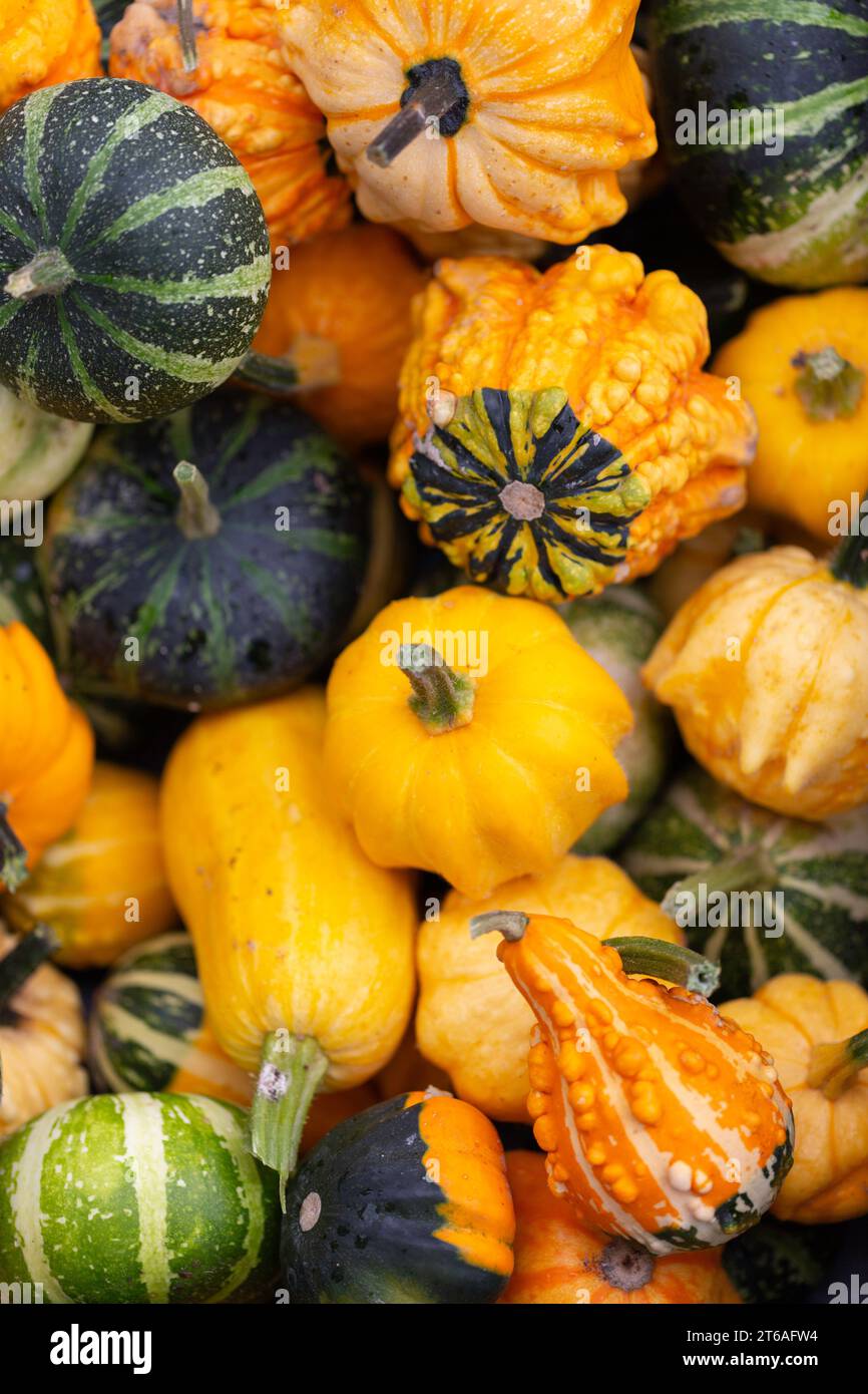 Variety different fall pumpkins hi-res stock photography and images - Alamy