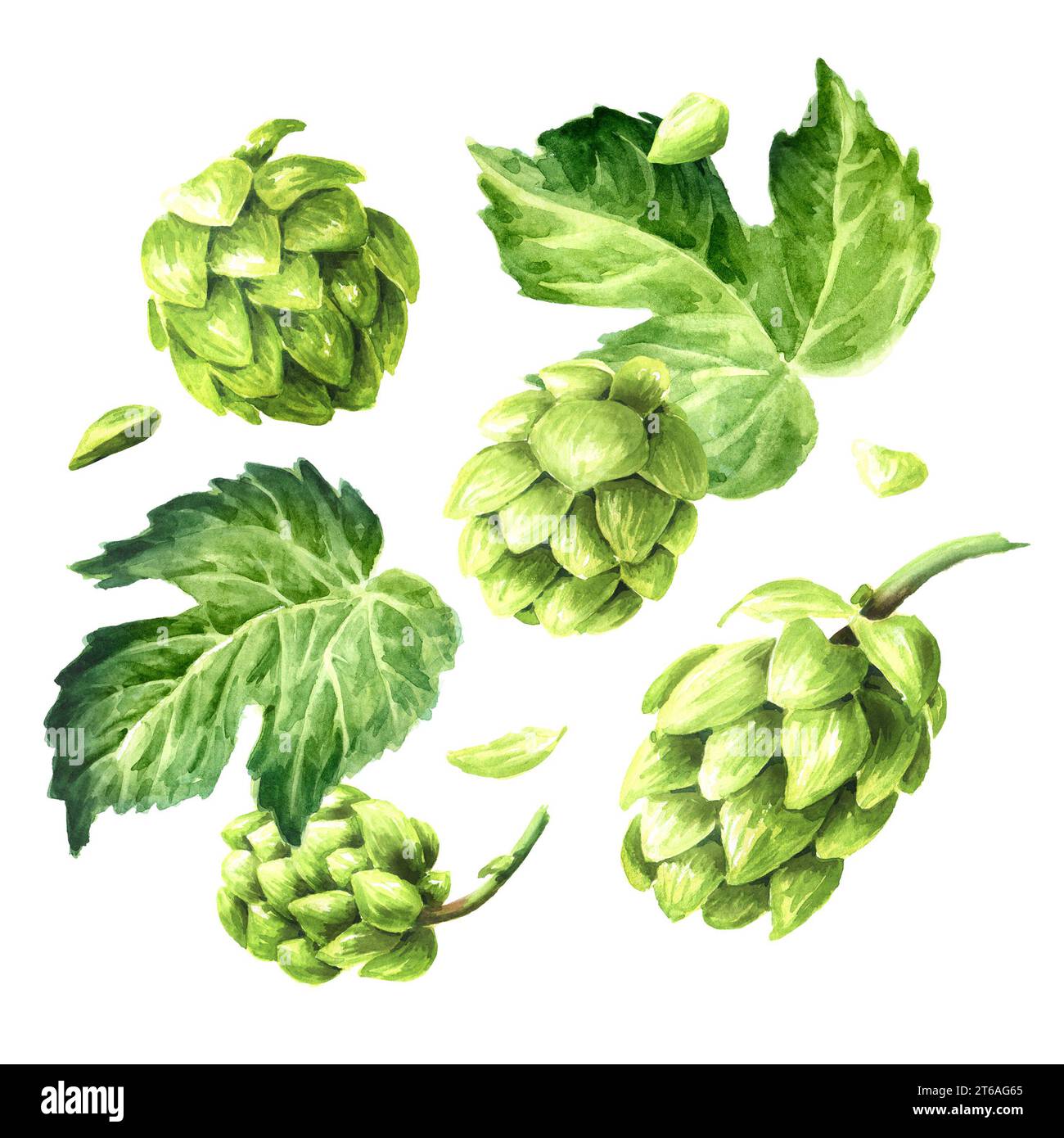 Falling Fresh green hops (Humulus lupulus) and hop leaf set, Hand drawn ...