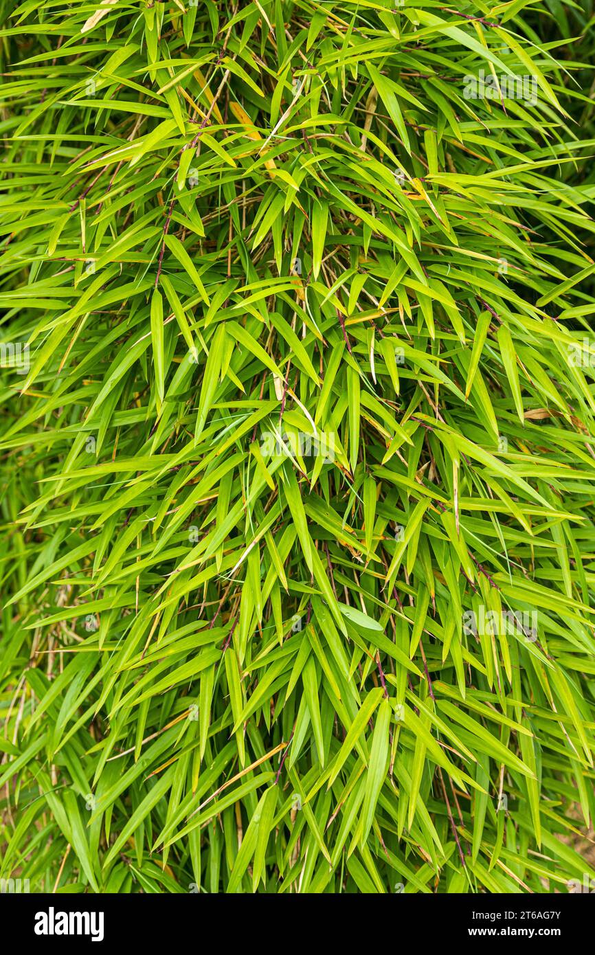 Bamboo leaves close up hi-res stock photography and images - Alamy