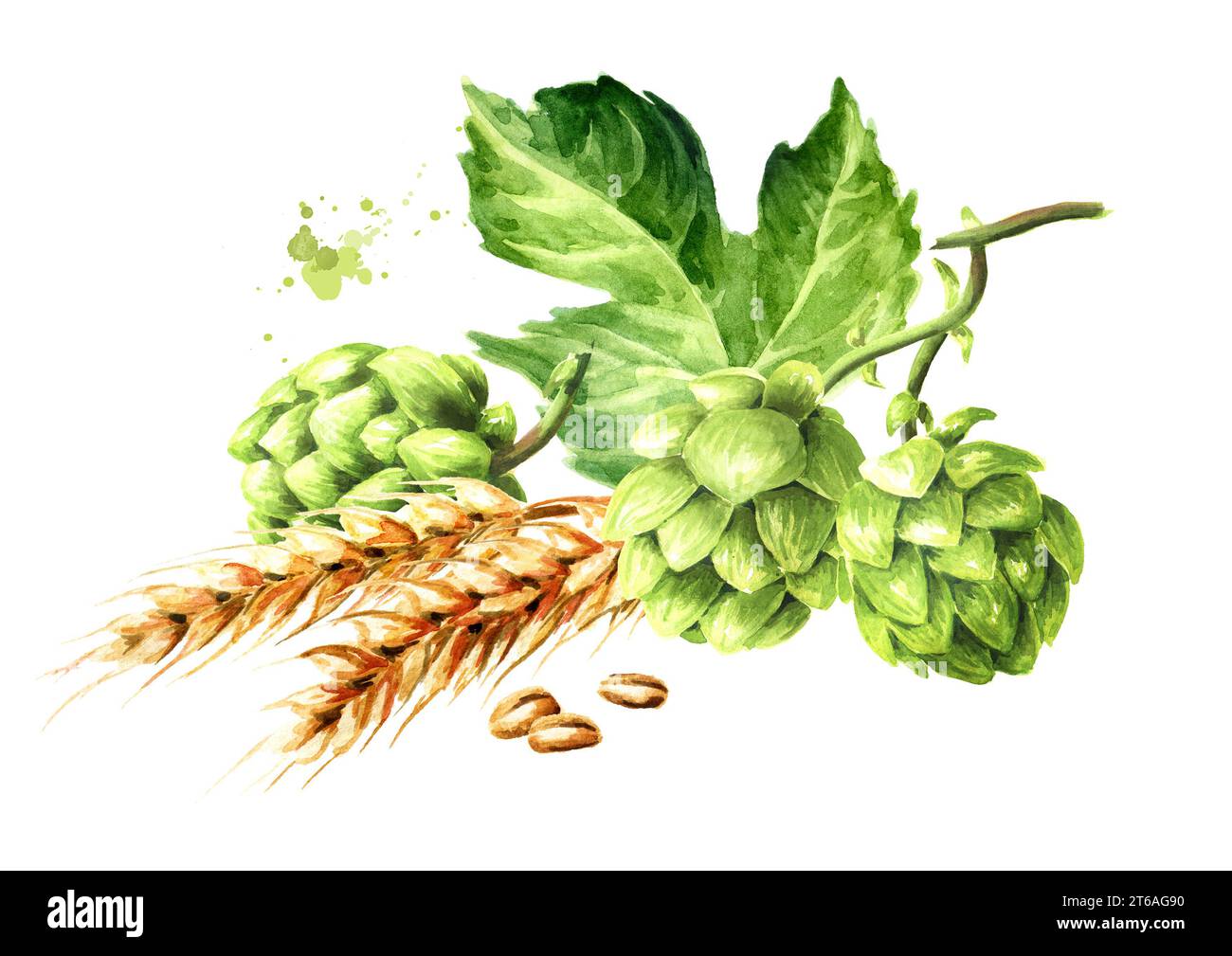 Fresh green hops (Humulus lupulus) and ears of wheat and barley . Hand ...