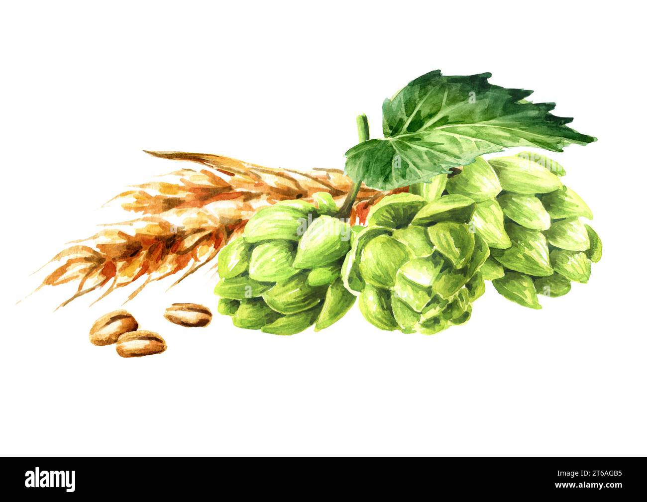 Fresh green hops (Humulus lupulus) and ears of wheat and barley. Hand ...