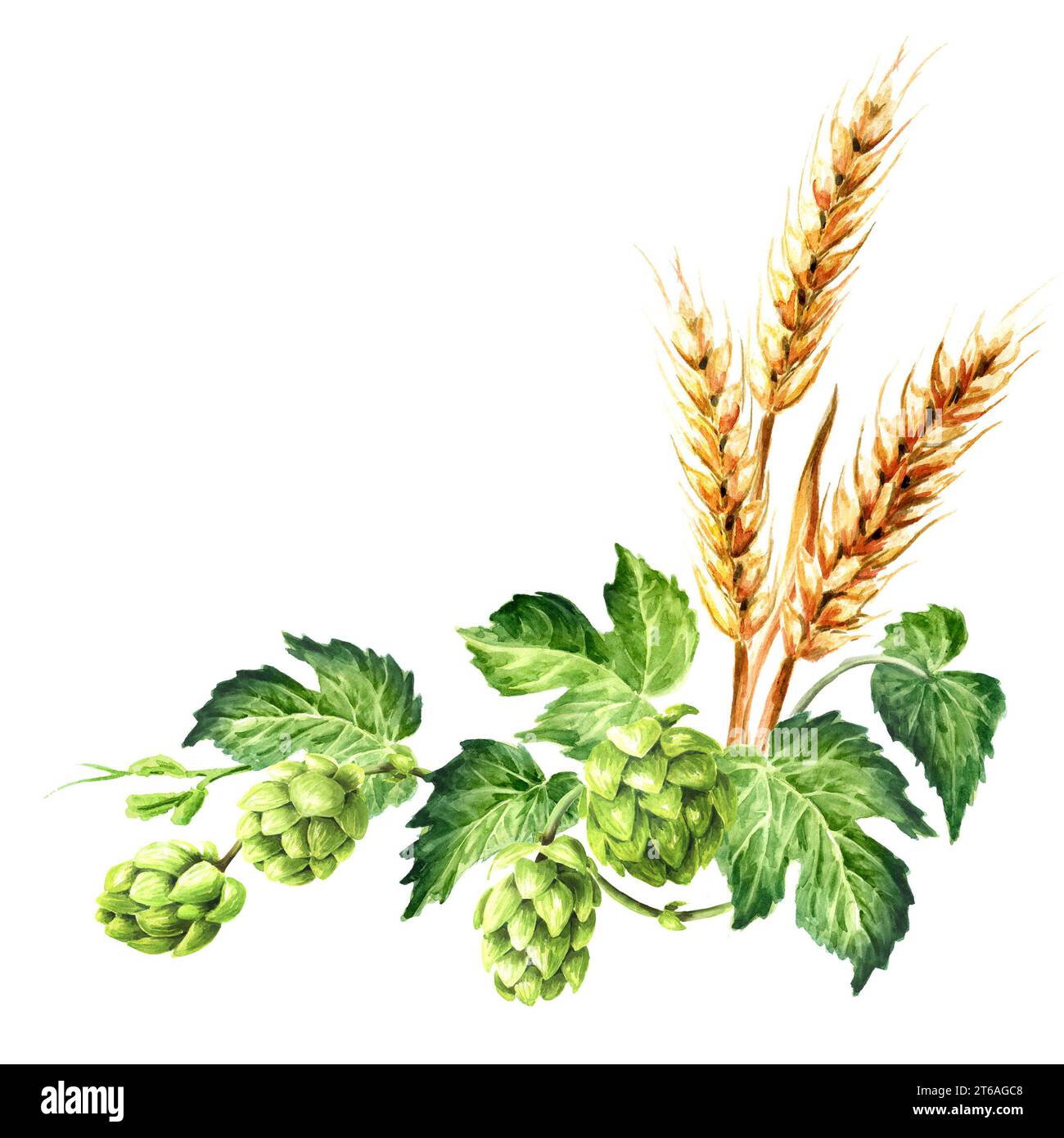 Fresh green hops (Humulus lupulus) and ears of wheat and barley. Hand ...