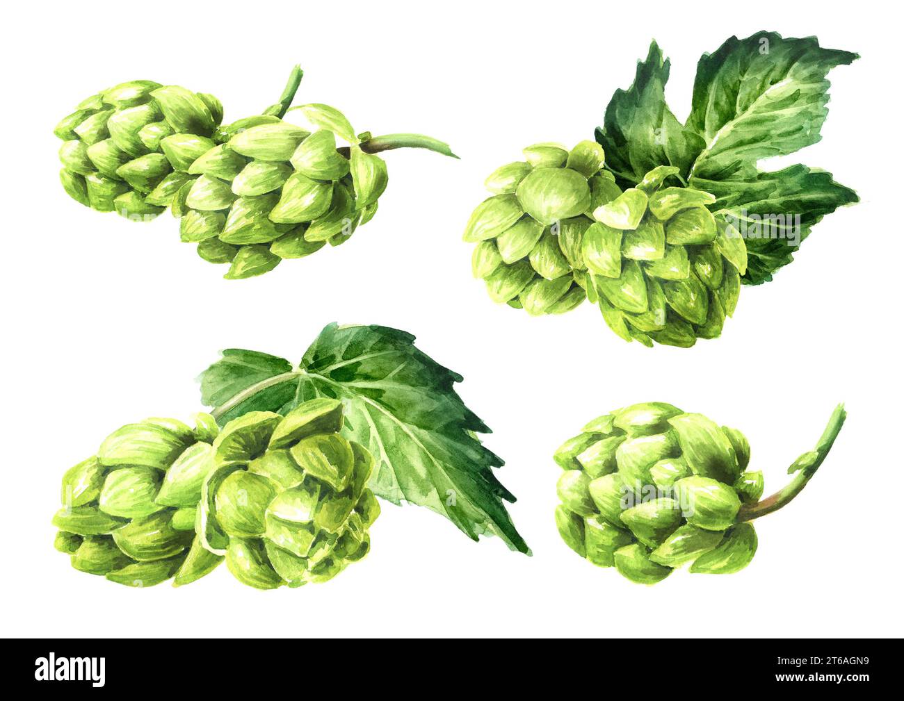 Fresh green hops (Humulus lupulus) and hop leaf set . Hand drawn ...