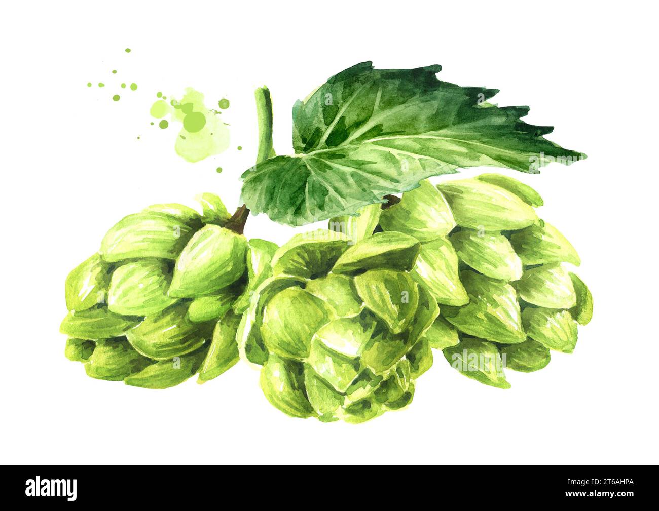 Fresh green hops (Humulus lupulus) and hop leaf. Hand drawn watercolor ...