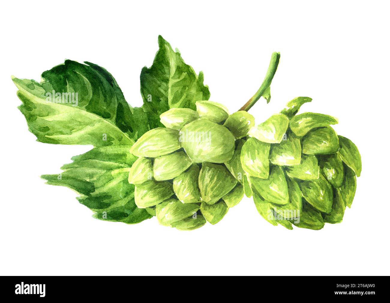 Fresh green hops (Humulus lupulus) and hop leaf. Hand drawn watercolor ...
