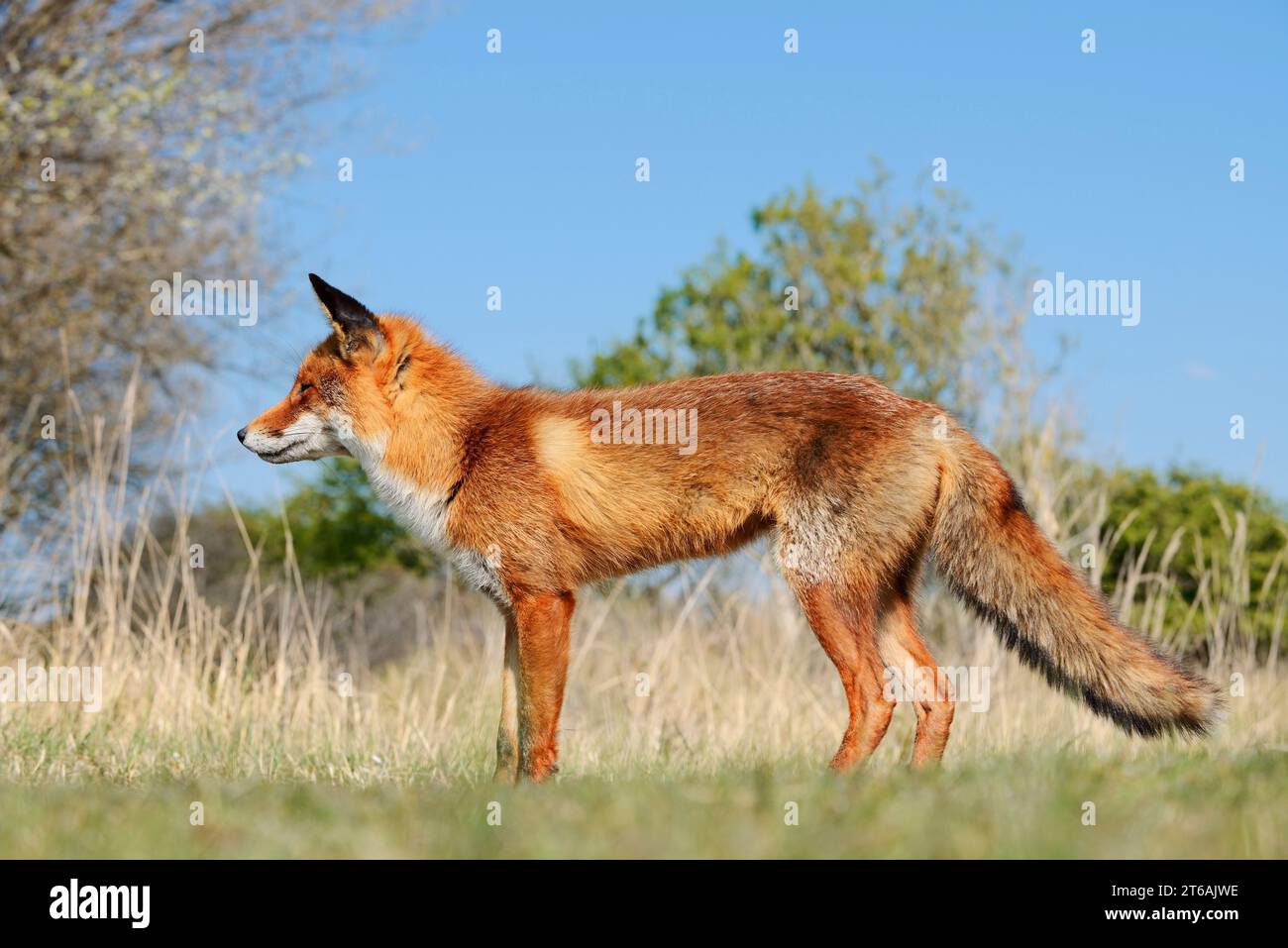 Rotfuchs holland hi-res stock photography and images - Alamy