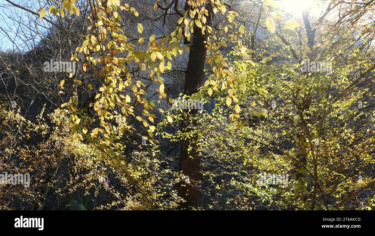 golden foliage in the wind in the autumn forest as a natural light ...
