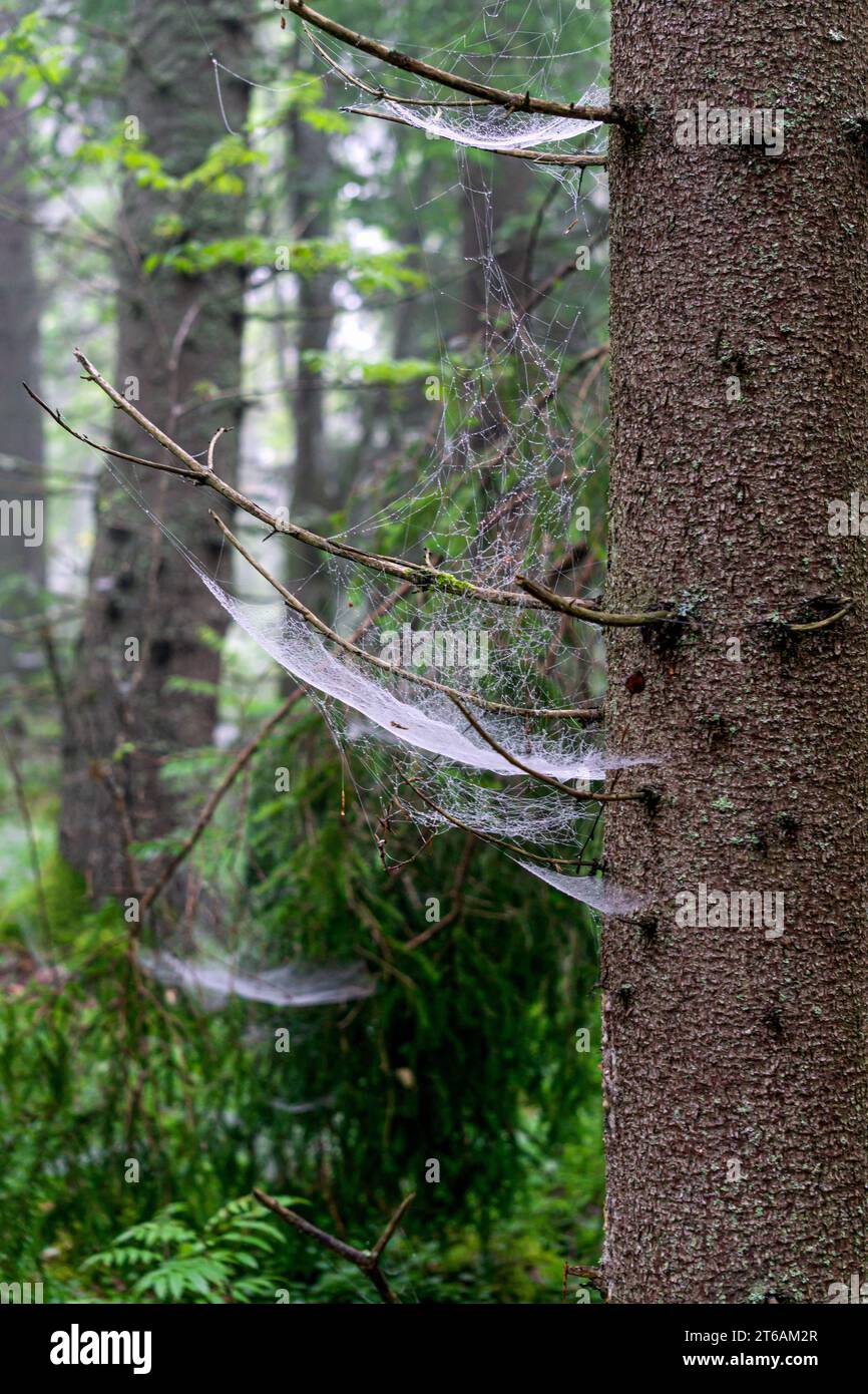 Spider mites in the forest on trees and bushes Stock Photo - Alamy