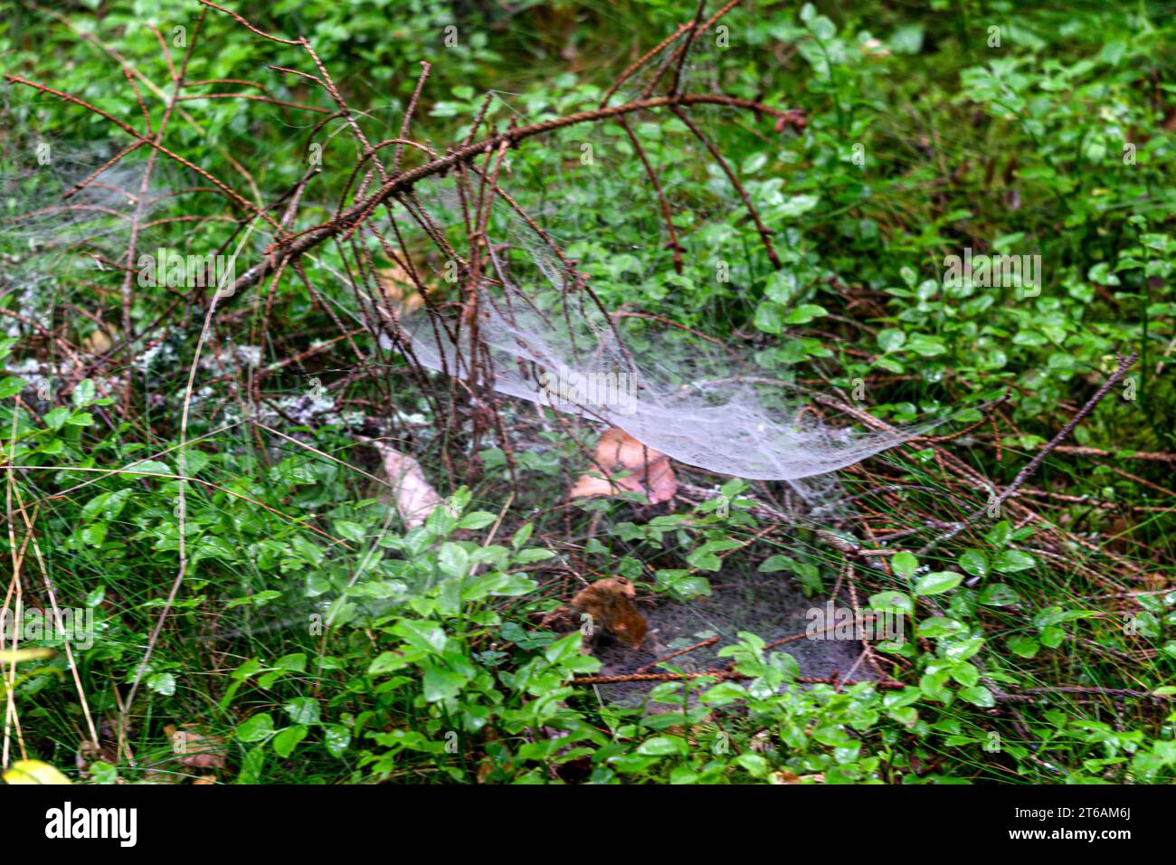 Spider mites in the forest on trees and bushes Stock Photo - Alamy