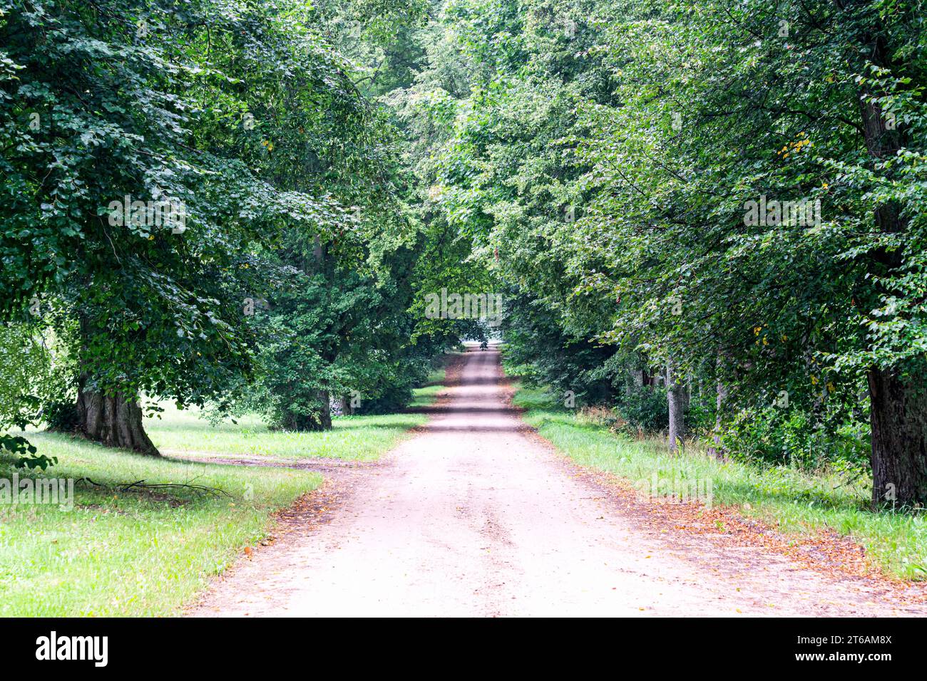 Gravel at base of tree hi-res stock photography and images - Alamy