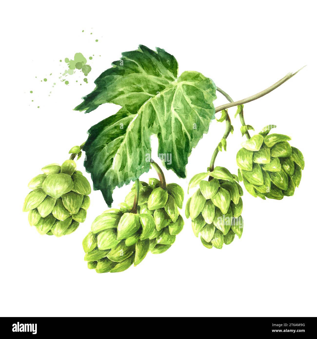 Fresh green hops branch (Humulus lupulus) and hop leaf. Hand drawn ...