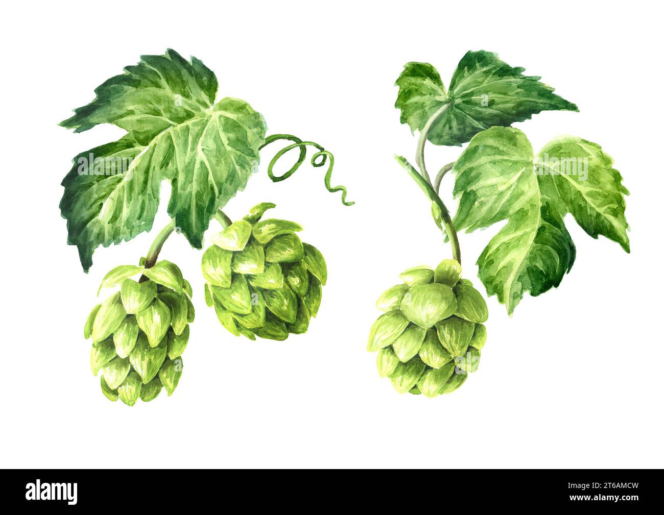 Fresh green hops branch (Humulus lupulus) and hop leaves set, Hand ...