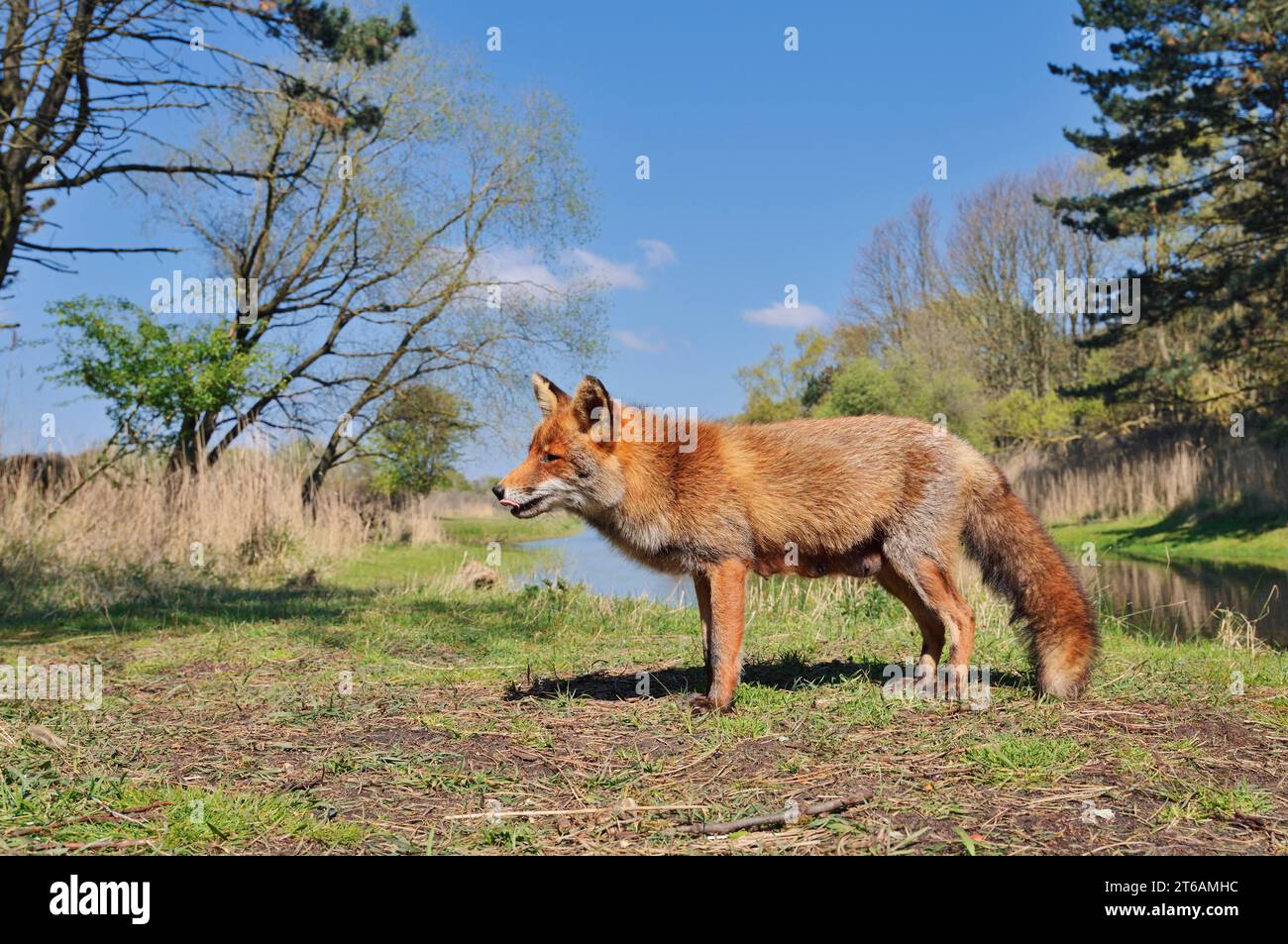Red fox (Vulpes vulpes), North Holland, Netherlands | Rotfuchs (Vulpes ...