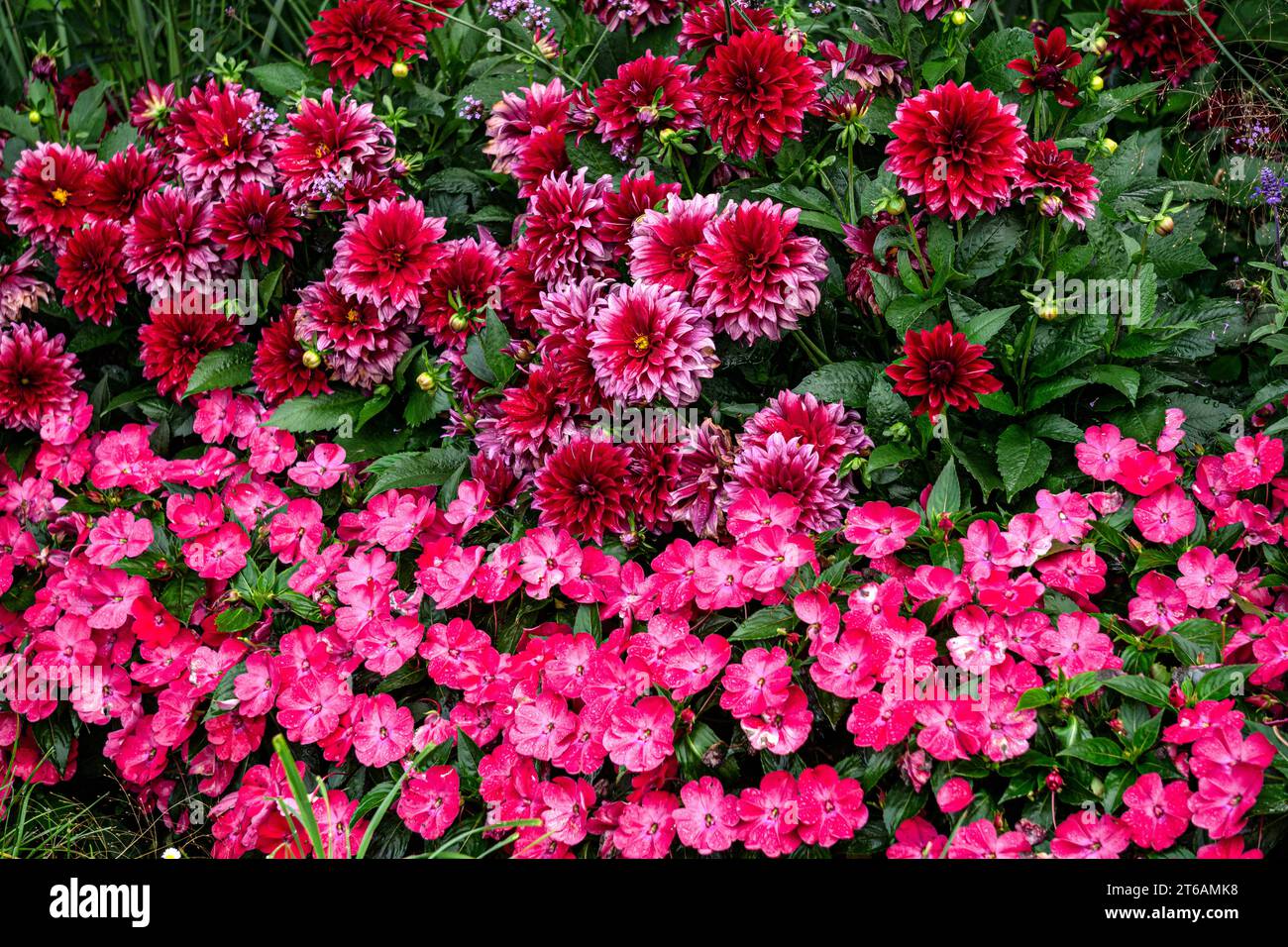 Pink impatience hi-res stock photography and images - Alamy