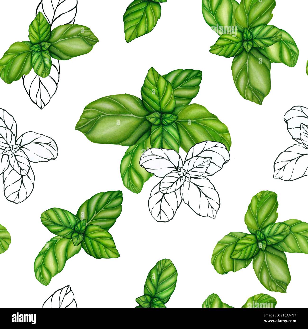 Basil drawing seamless pattern. Isolated plant with leaves background ...