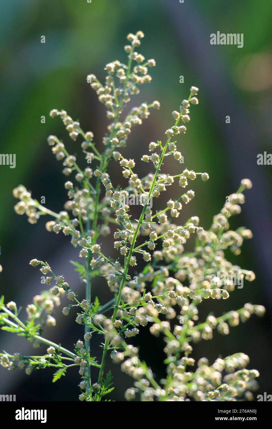 Closeup artemisia plants in garden hi-res stock photography and images ...
