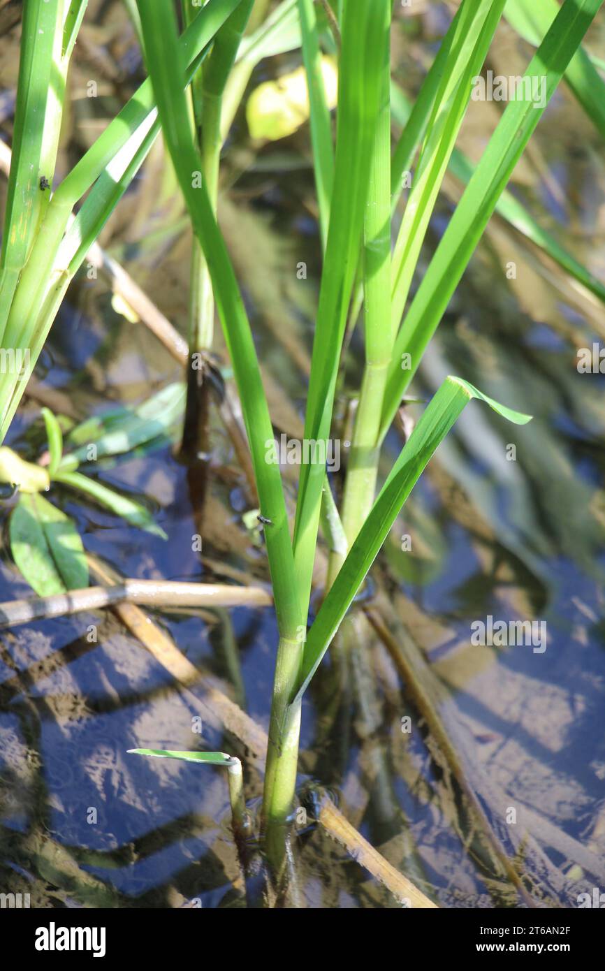 On the banks of the river and in the water, the forage grain Glyceria ...