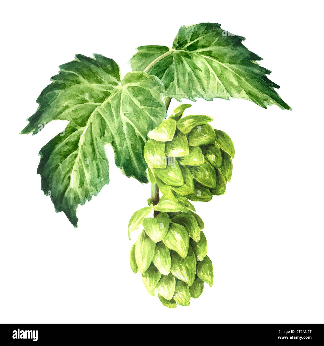 Fresh green hops branch (Humulus lupulus) and hop leaves., Hand drawn ...