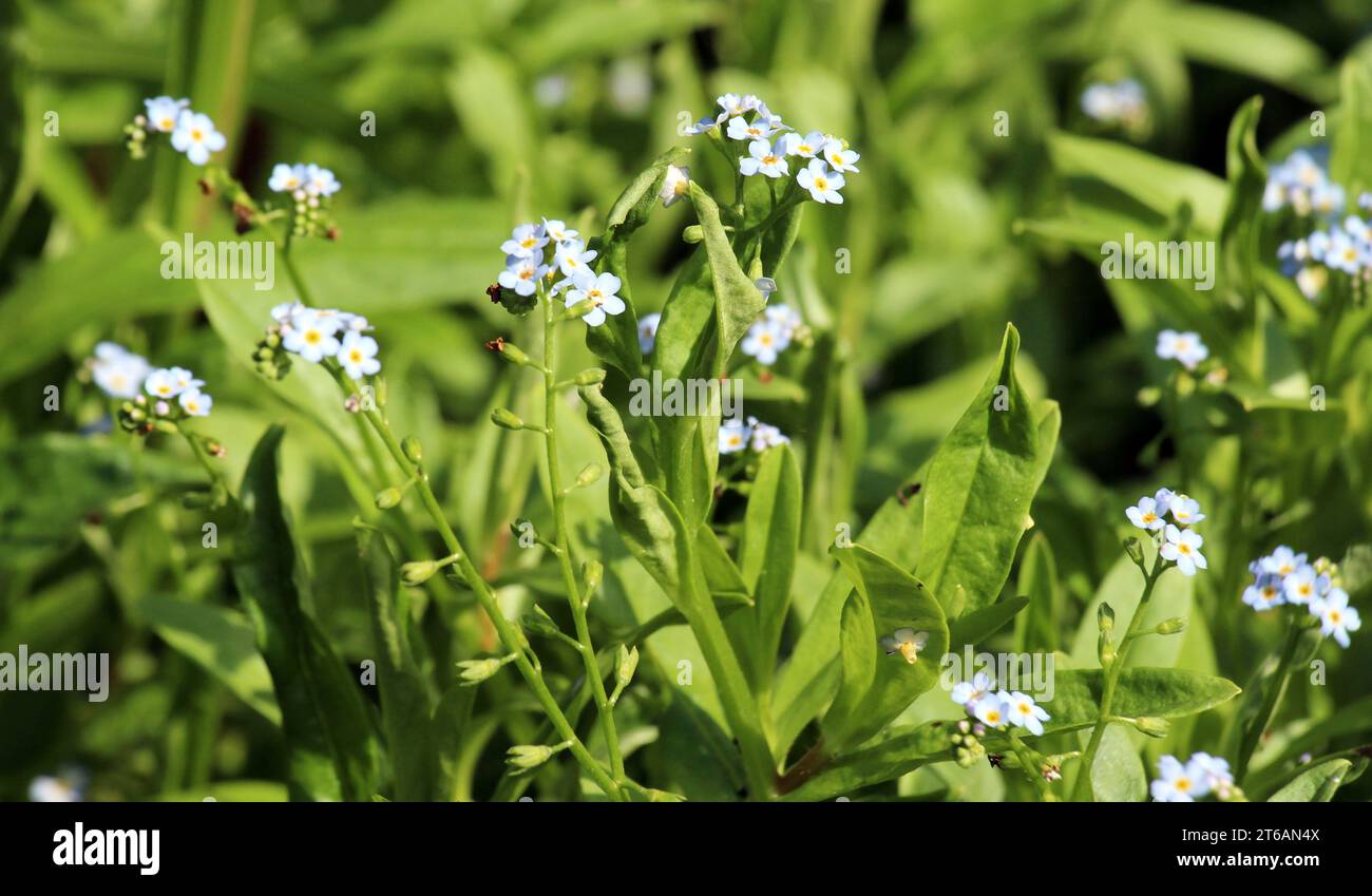 The forget-me-not swamp (Myosotis scorpioides) grows in the wild on the ...