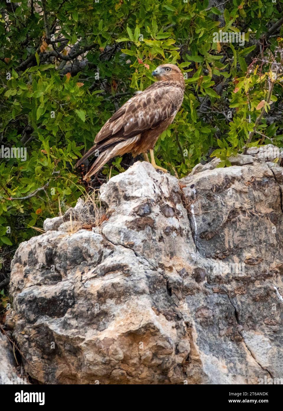 Long legged buzzard natural habitat hi-res stock photography and images ...