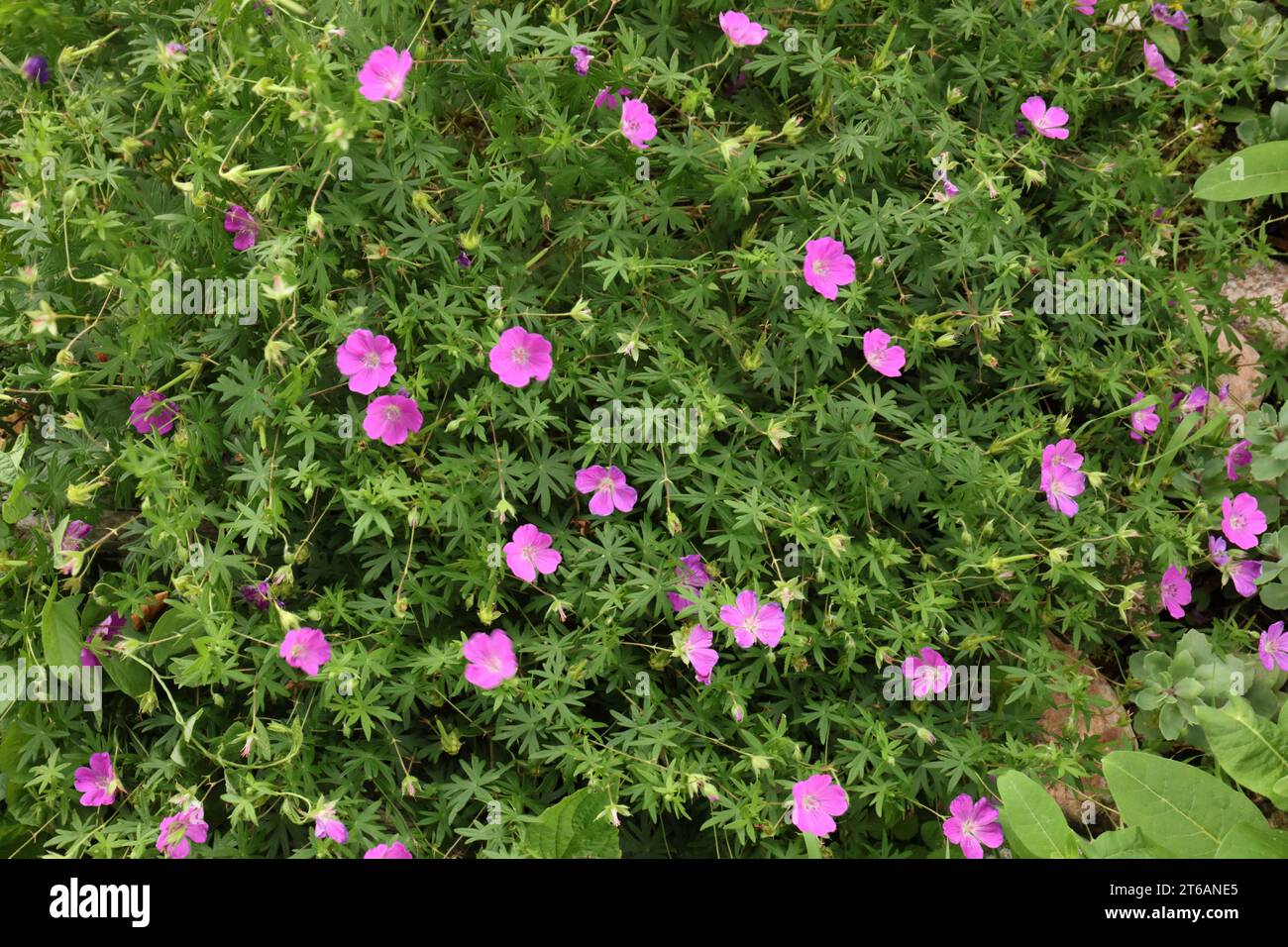 Hardy geranium rozanne hi-res stock photography and images - Alamy