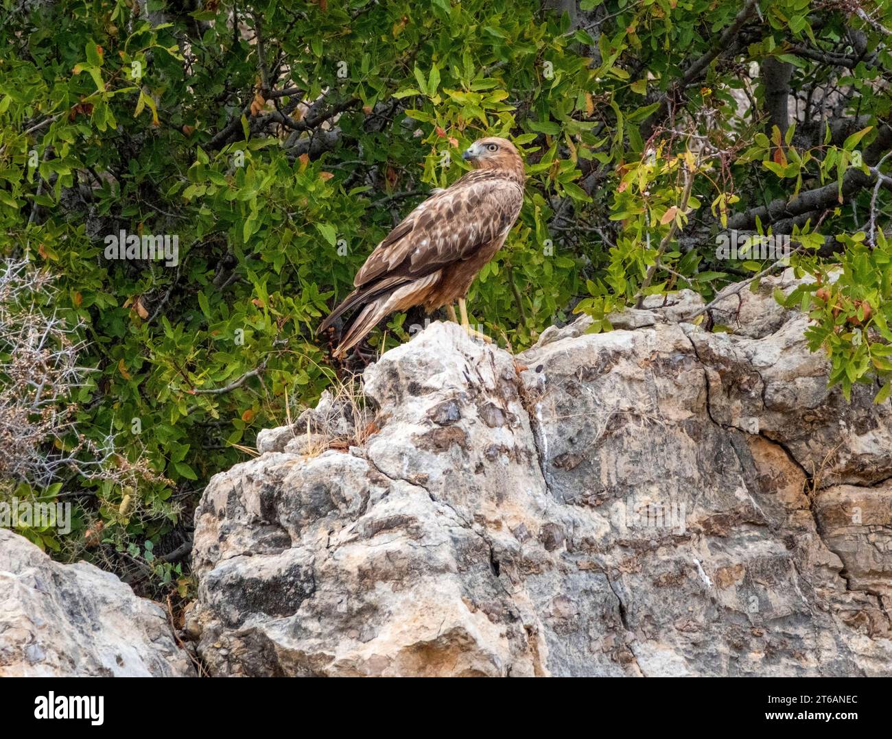 Long legged buzzard photograph hi-res stock photography and images - Alamy