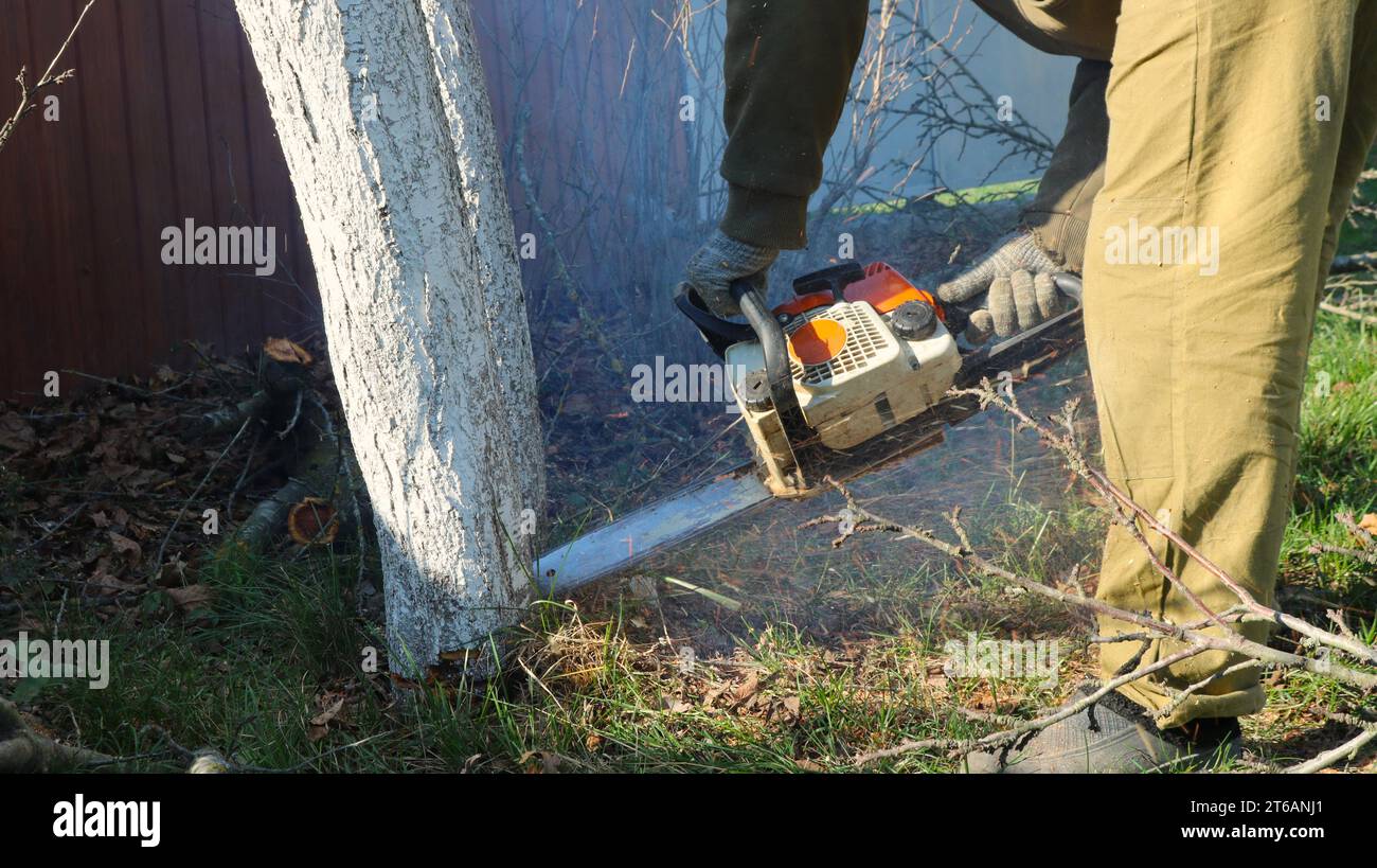 a man cuts down a bleached tree trunk with a chainsaw, manual cutting ...