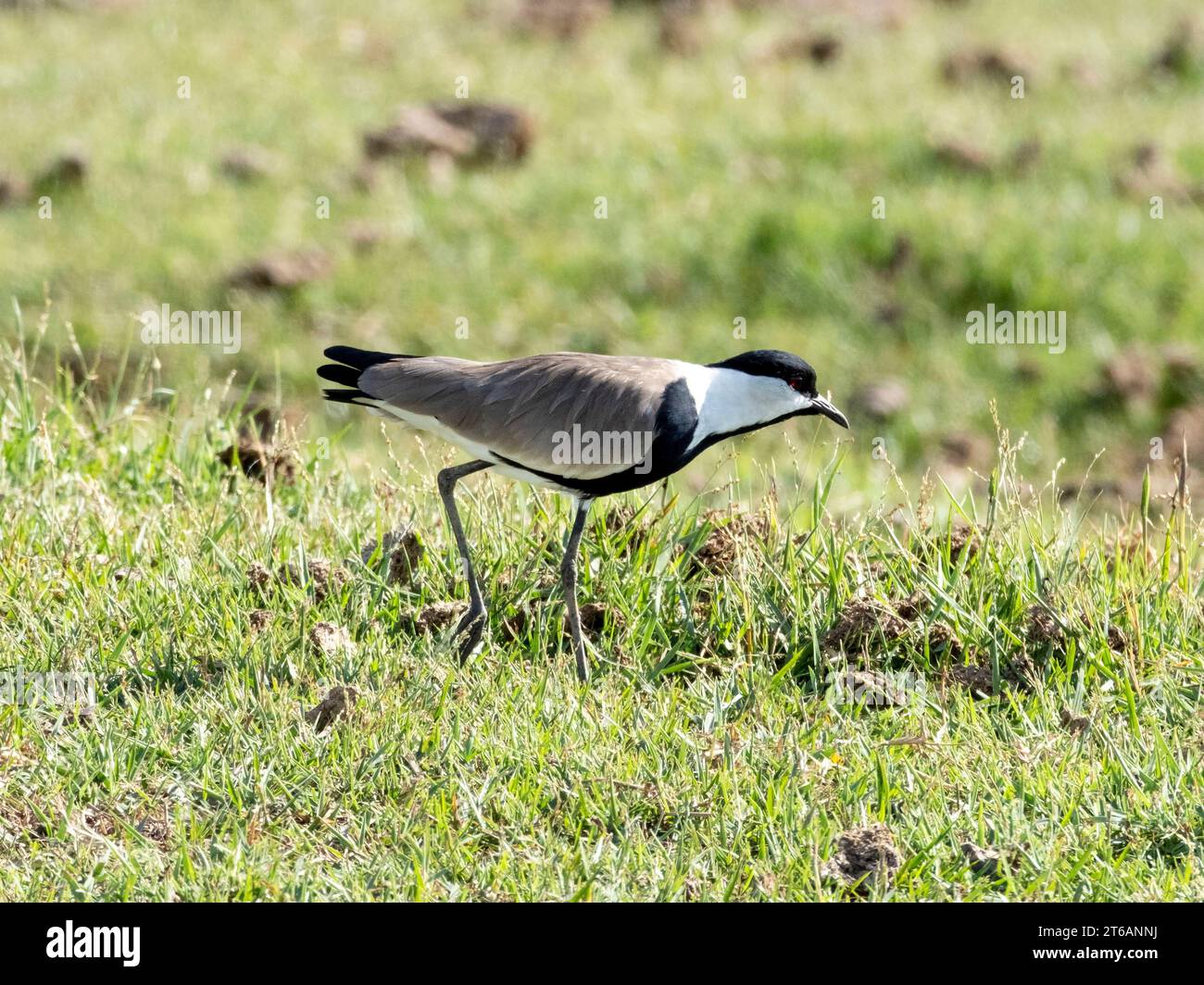 The Spur-winged Lapwing, ( Vanellus spinosus ) Akrotiri, Cyprus Stock ...