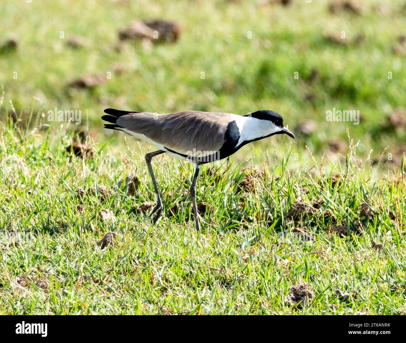 Spur winged lapwing feeding hi-res stock photography and images - Alamy