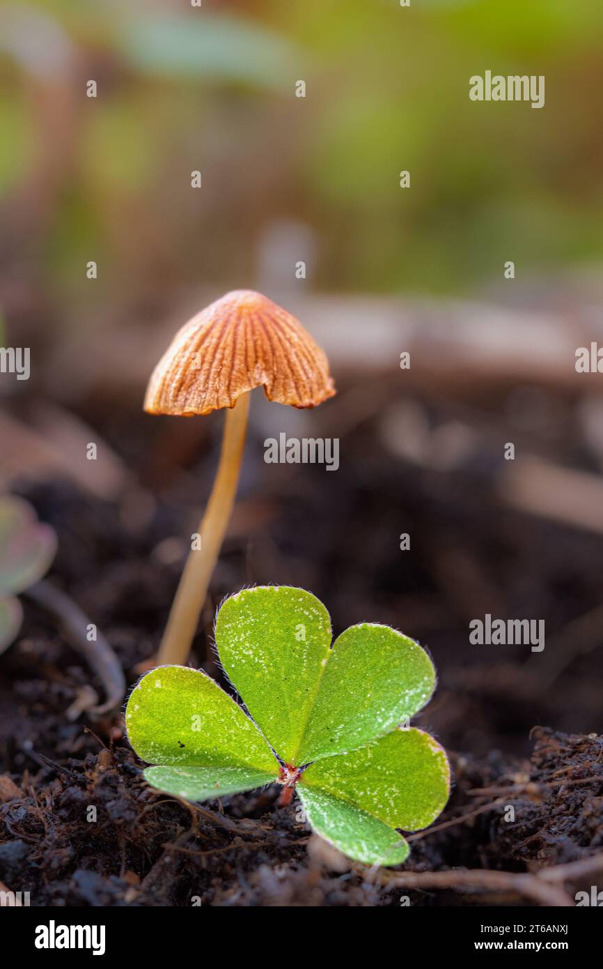 Small mushroom in the foreground in the undergrowth Stock Photo - Alamy