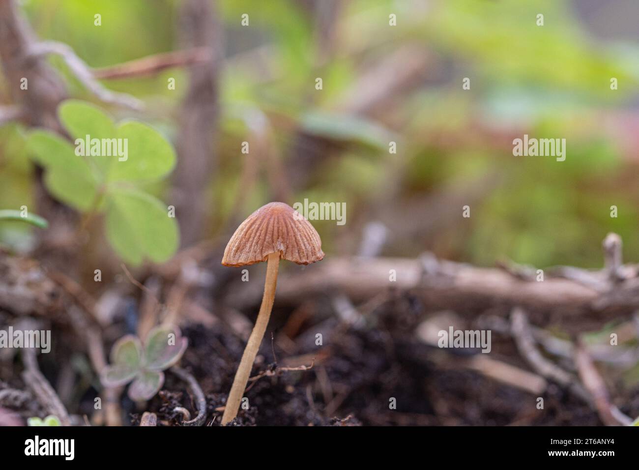 Small mushroom in the foreground in the undergrowth Stock Photo - Alamy