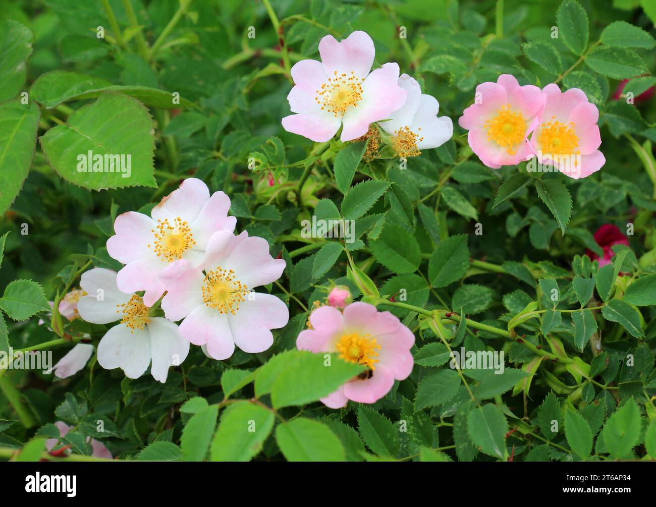 Spring rose blooms hi-res stock photography and images - Alamy