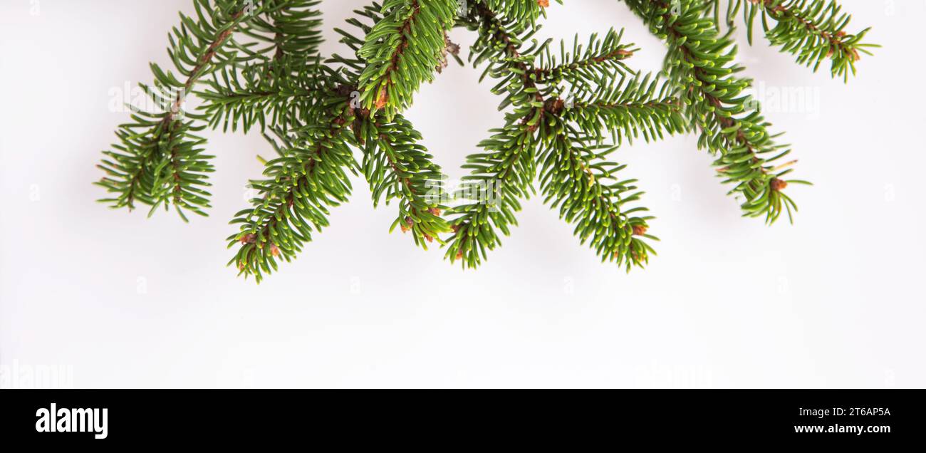 Green fir tree spruce branch border, Christmas minimalism header or ...