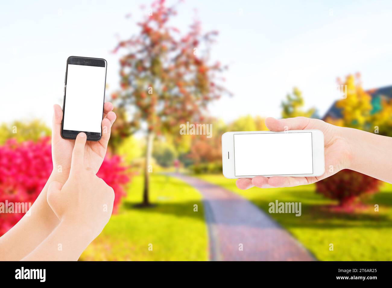 horizontal and vertical blank screens phone on blurred park background ...