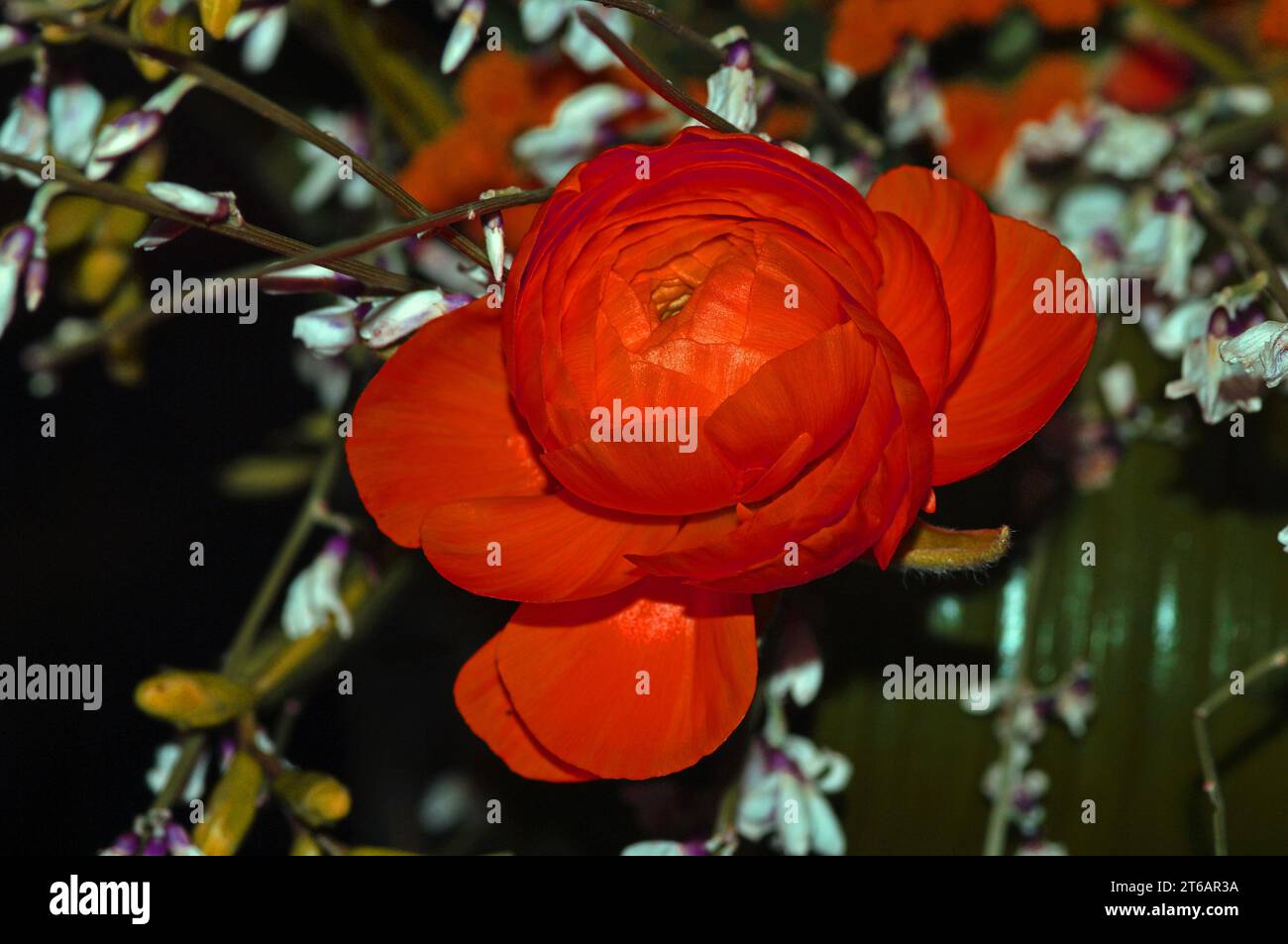 Ranunculus acer (Digital processing Stock Photo - Alamy