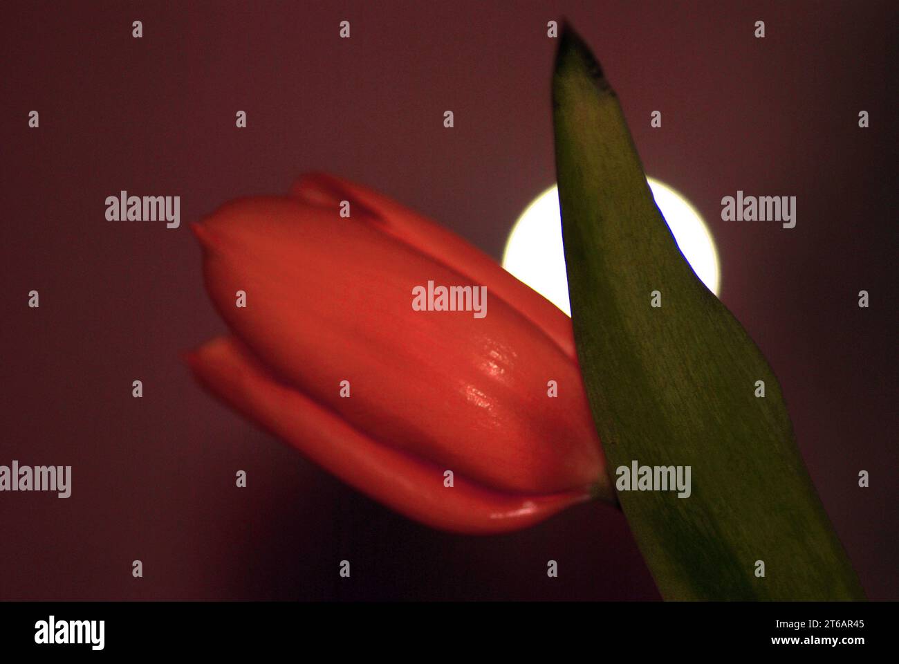 Tulip close up (Digital processing Stock Photo - Alamy