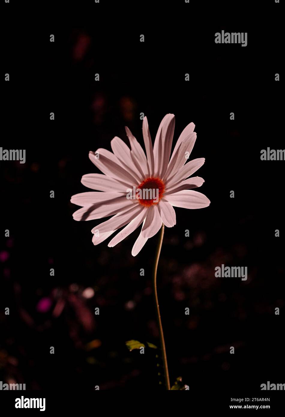 Flower close-up (Digital processing Stock Photo - Alamy