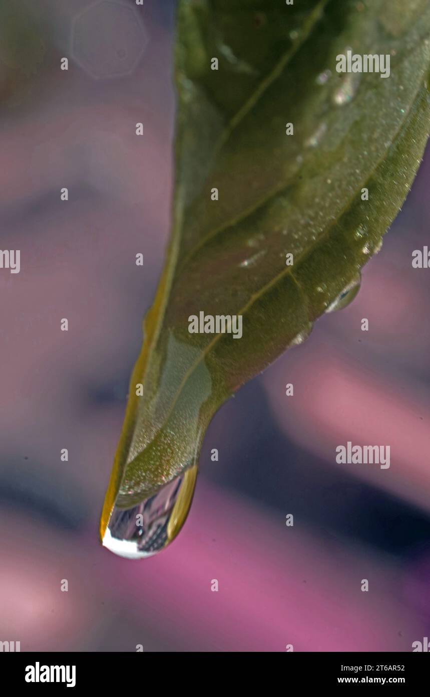Basil leaf water drops hi-res stock photography and images - Alamy