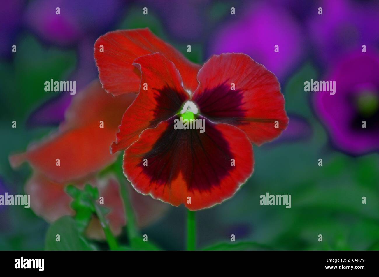 Close up pansy hi-res stock photography and images - Alamy
