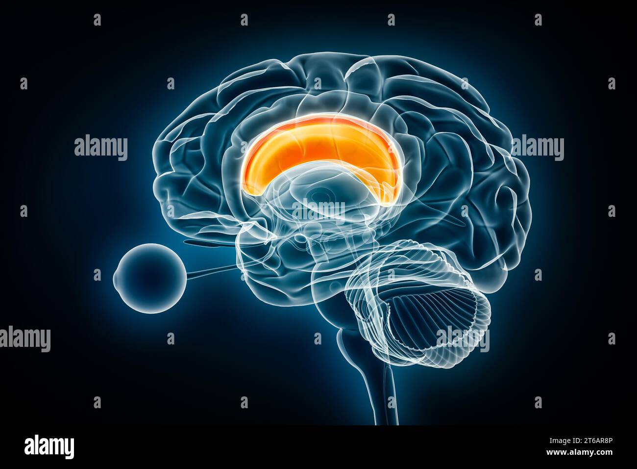 Corpus callosum x-ray view 3D rendering illustration. Human brain and nervous system anatomy ...